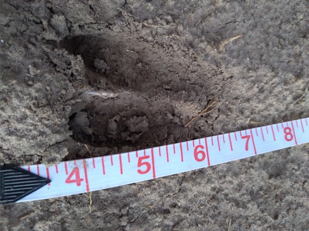 Collared Peccary from Gladden Farms, Marana, AZ, USA by Kathy Balman ...