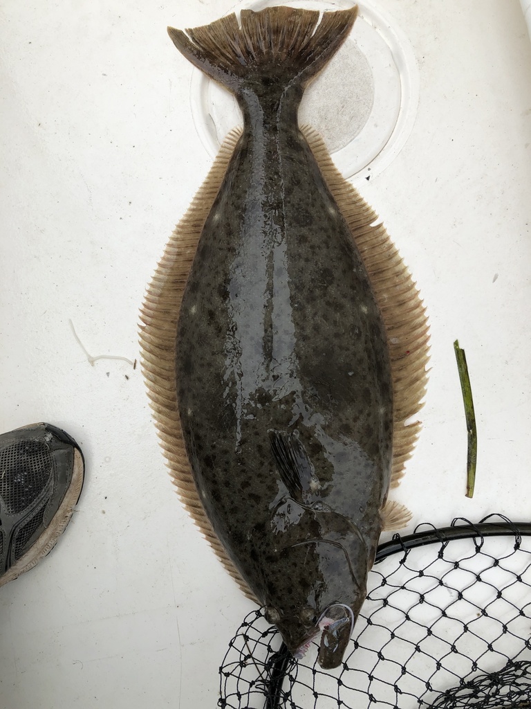 California Halibut from South Bay, San Francisco, CA, US on December 11 ...