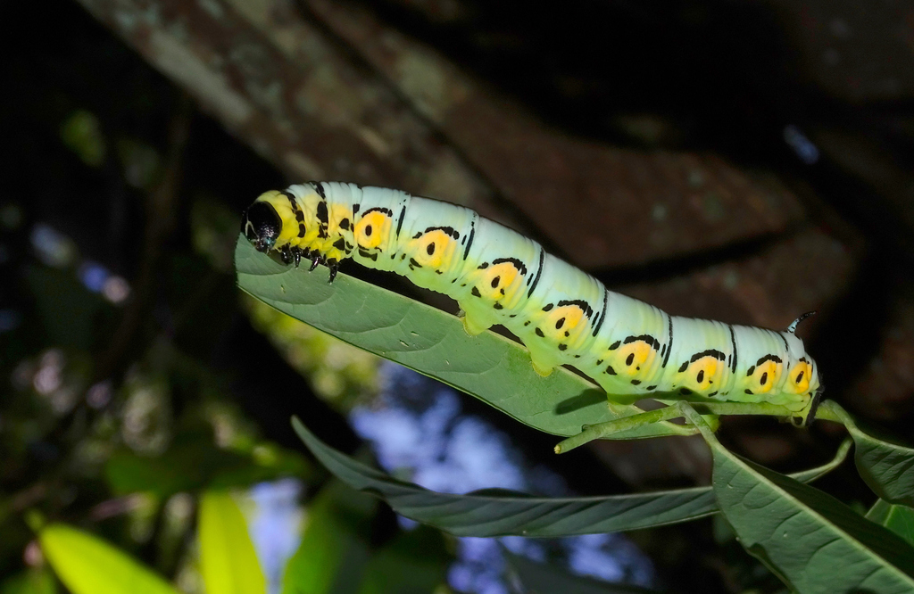 Manduca albiplaga from Morro Agudo, SP, 14640-000, Brasil on November ...