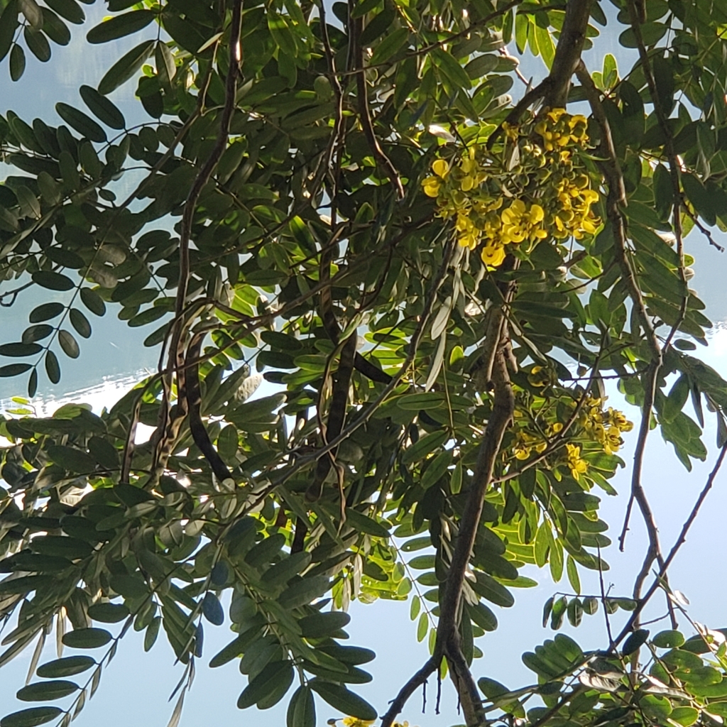 Kassod Tree from Mona, Kingston, Jamaica on December 12, 2020 at 08:18 ...