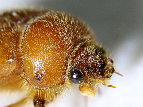 Cucochodaeus sparsus · iNaturalist