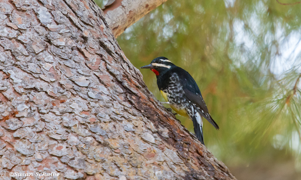Williamson's Sapsucker from Oak Park, CA 91377, USA on November 24 ...