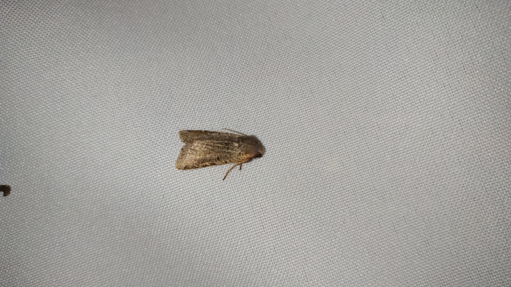 Beaded Chestnut in December 2019 by ruthescobes · iNaturalist