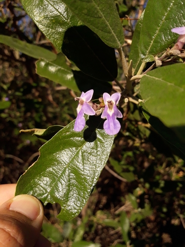 Vitex gardneriana · iNaturalist Mexico