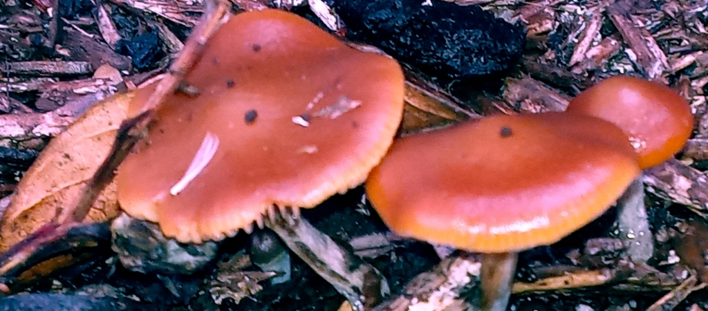 Wavy Cap in December 2020 by Michael Silsby · iNaturalist