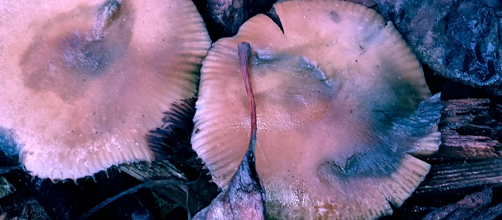 Psilocybe allenii from Redwood City, CA 94063, USA on December 11, 2020 ...