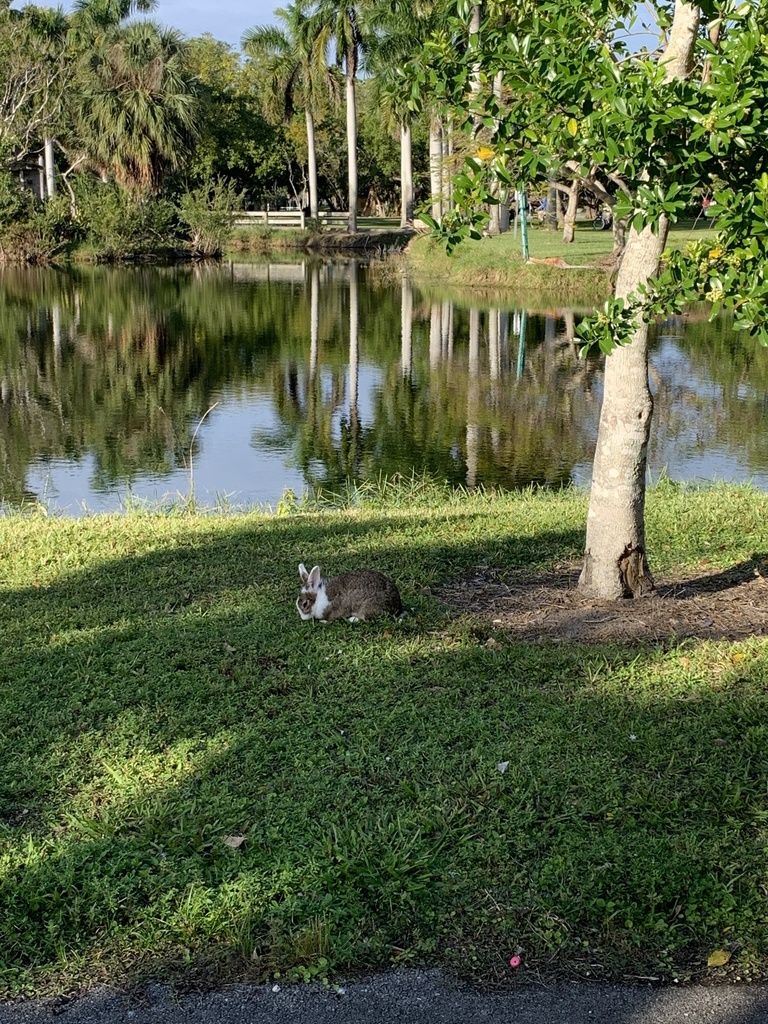 Domestic Rabbit from Crandon Park, Key Biscayne, FL, US on December 12 ...