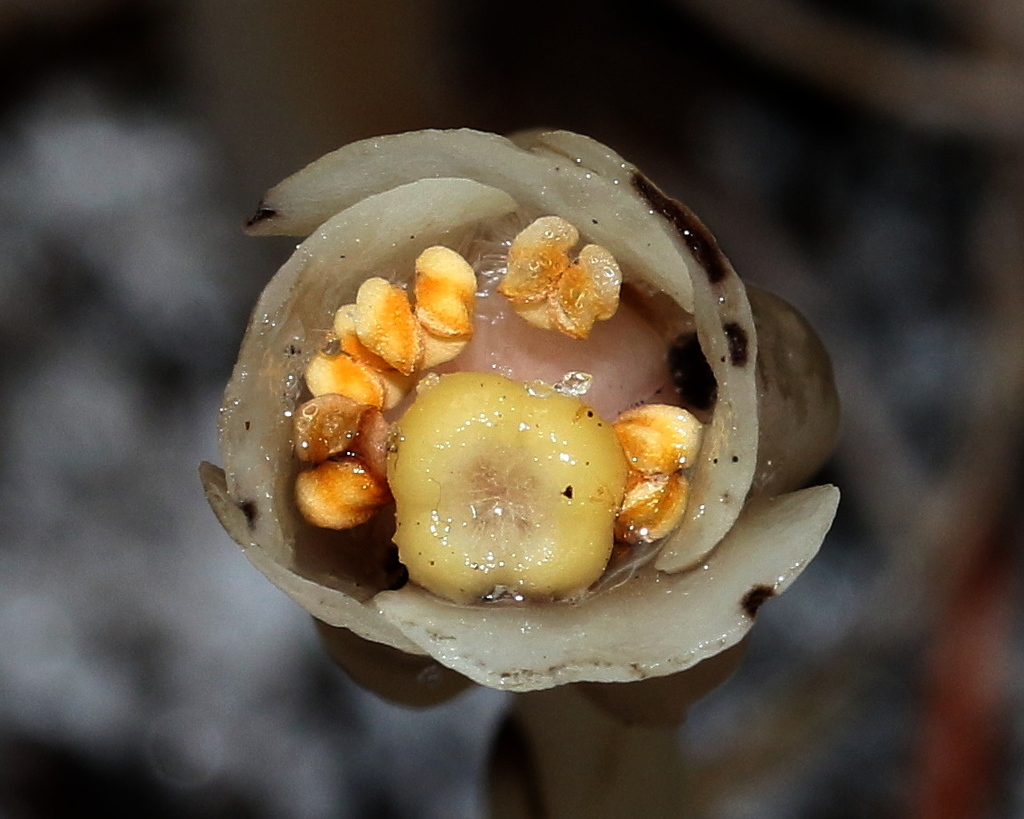 Ghost Pipe in December 2020 by Jay L. Keller · iNaturalist
