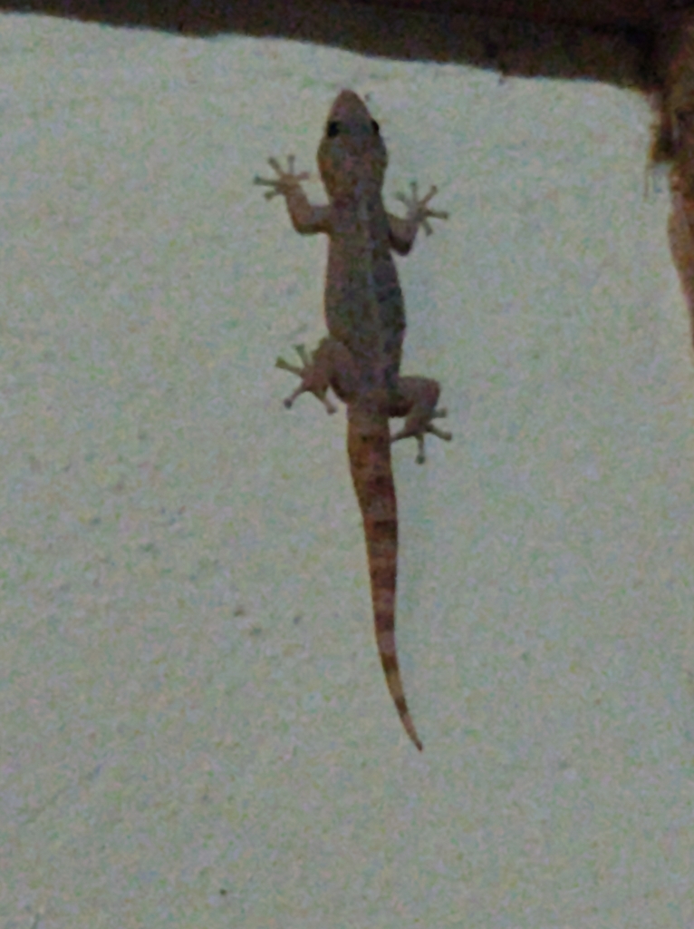 Guerreran Leaf-toed Gecko from Juliantla, Gro., México on December 12 ...