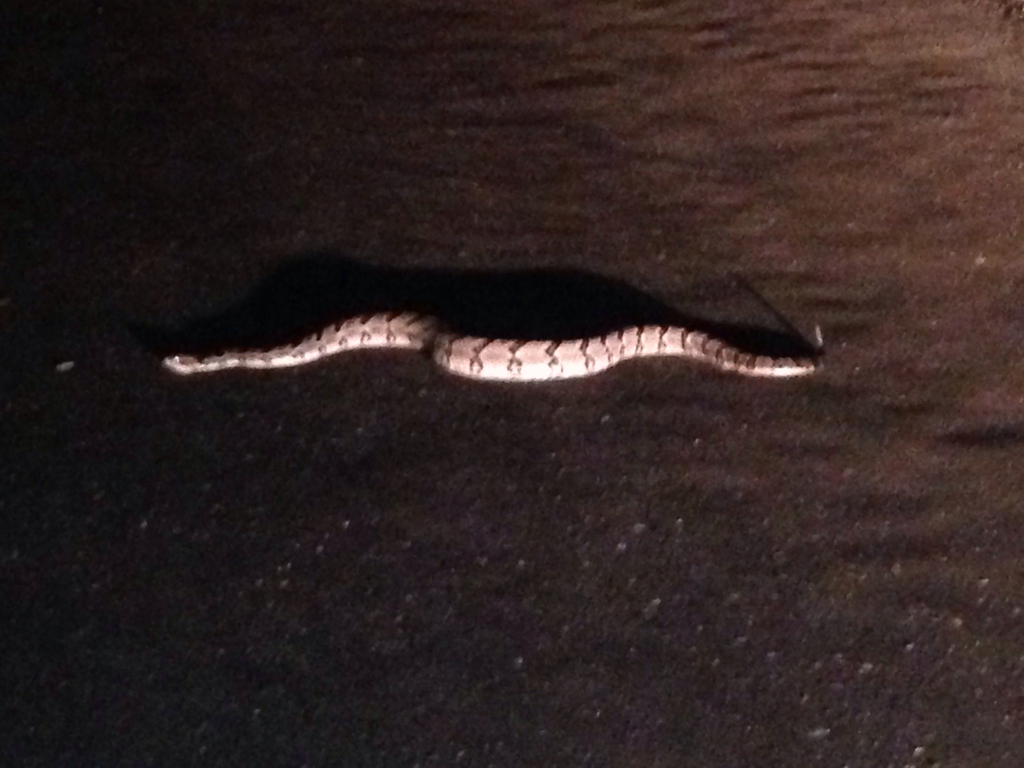 Timber Rattlesnake from County Road 224, Oakwood, TX, US on August 24 ...