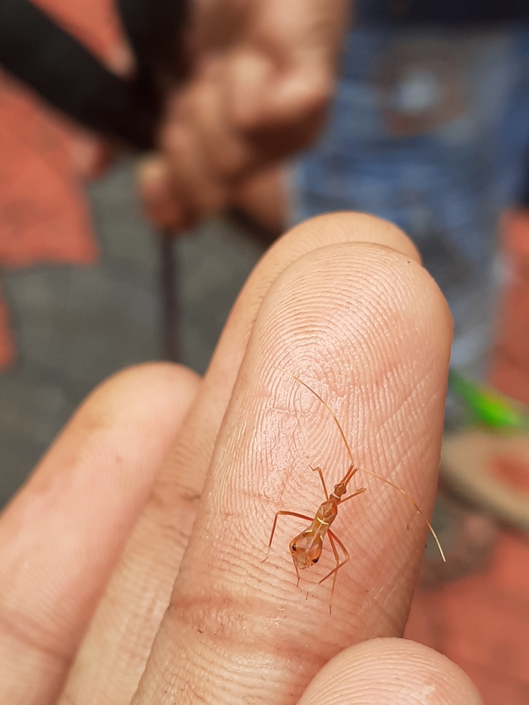 Acrorrhinium nilgiriensis from ELANTHOOR, PATHANAMTHITTA ...