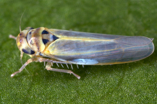 Zyginidia ribauti · iNaturalist