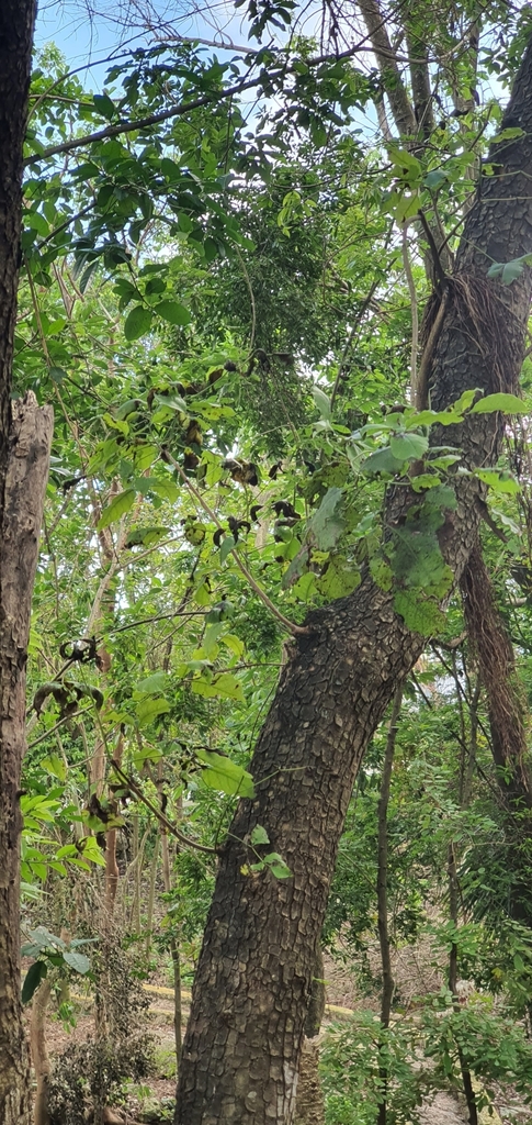 Black Poisonwood from Villas Riviera, Playa del Carmen, Q.R., México on ...