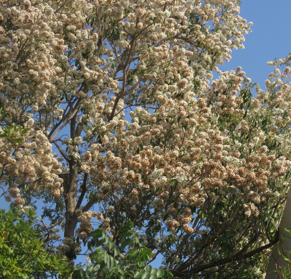Spanish Elm from Jardín Botánico Regional Roger Orellana (CICY) on ...