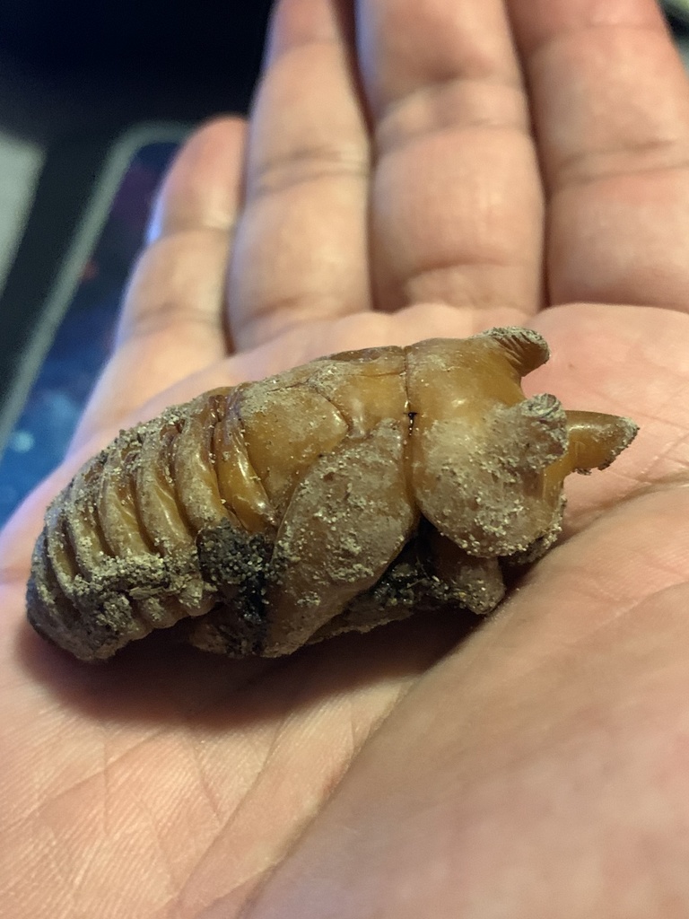 Aloeus Ox Beetle in December 2020 by Ernest Herrera · iNaturalist