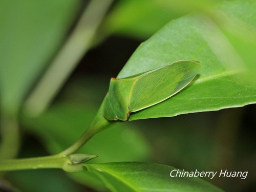 角胸葉蟬屬 (Tituria 屬) · 愛自然-臺灣(iNaturalist Taiwan)