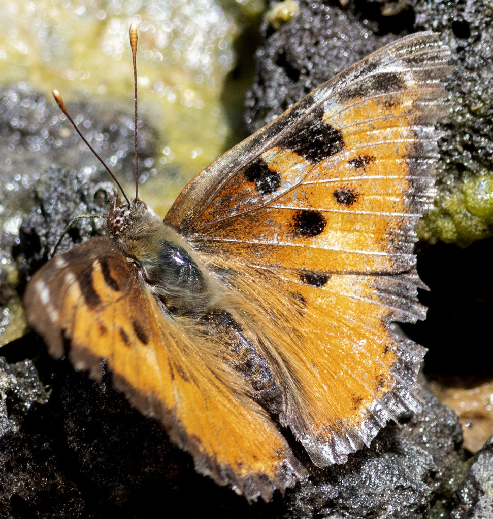 California Tortoiseshell from Lassen, Lassen National Forest ...