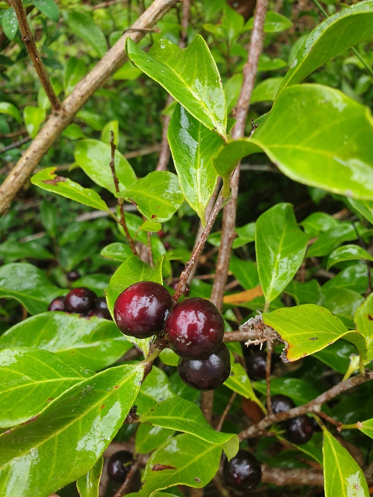 Embelia from Springbrook QLD 4213, Australia on December 12, 2020 at 02 ...