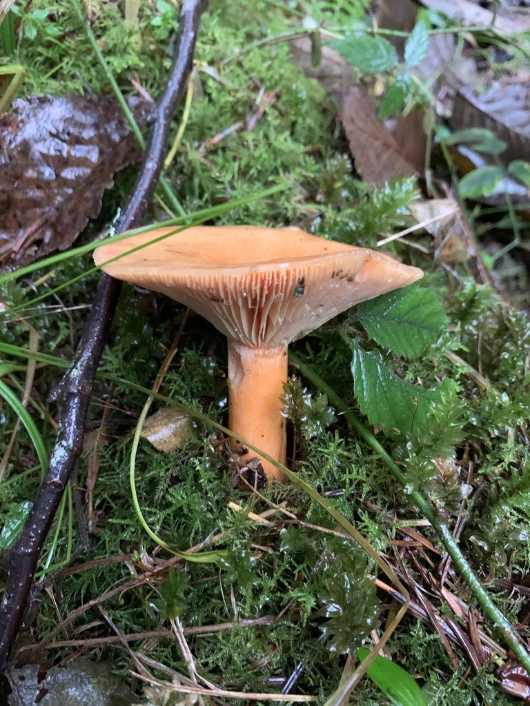 Rufous Milkcap from Salish Sea, Strathcona D (Oyster Bay - Buttle Lake ...
