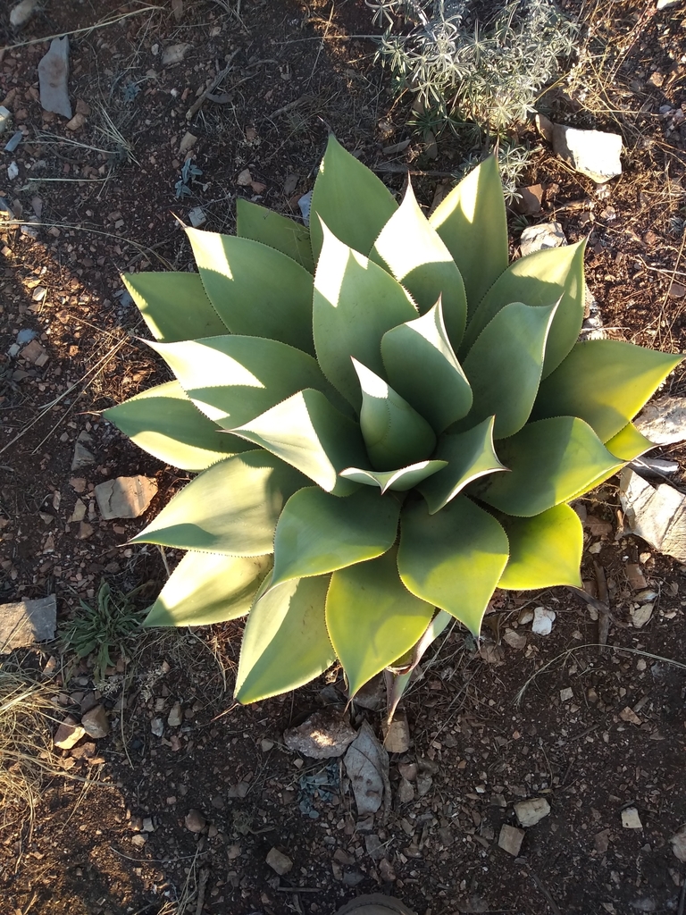 Mitis Century Plant from Pinal de Amoles, Qro., México on April 7, 2019 ...