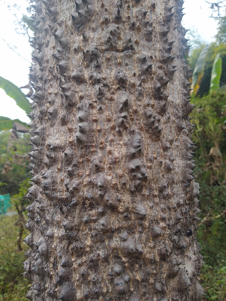Red Silk Cotton Tree from Banjaar Tola, A Taj Safari - Kanha National ...