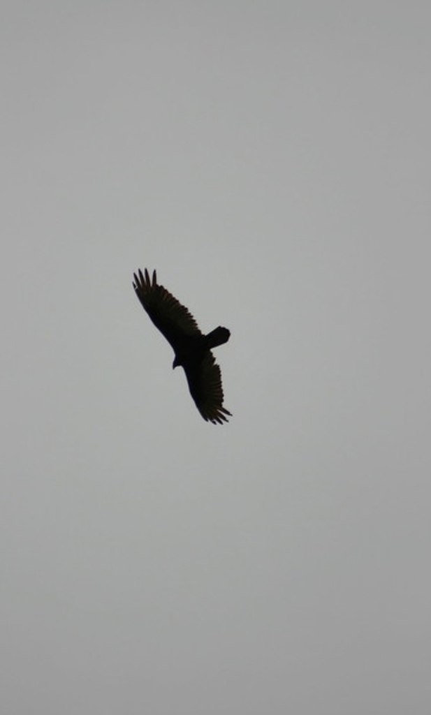 Turkey Vulture from Kalamazoo County, MI, USA on April 24, 2008 at 01: ...