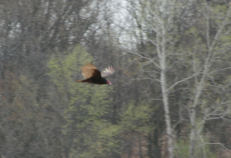 Turkey Vulture from Kalamazoo County, MI, USA on April 25, 2008 at 01: ...