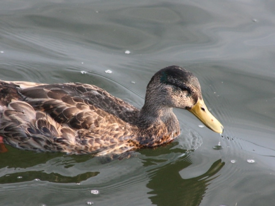 Mallard from Van Buren County, MI, USA on July 25, 2008 at 01:36 AM by ...