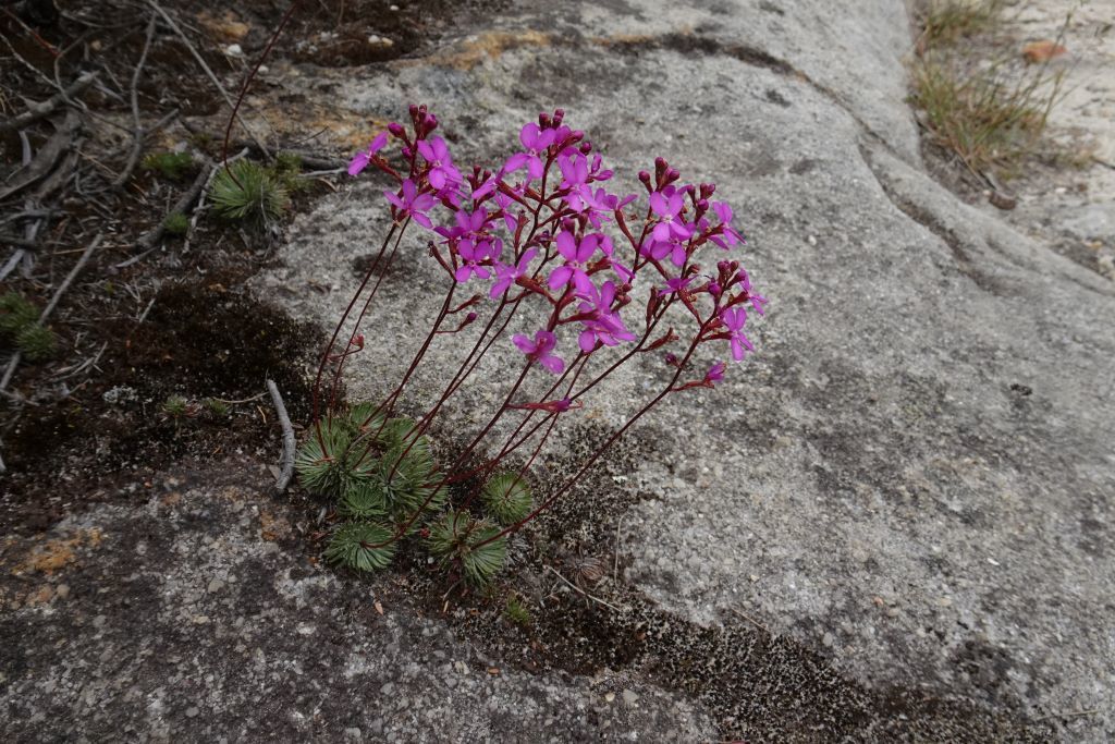 Narrow-leaved Triggerplant from Lithgow NSW 2790, Australia on December ...