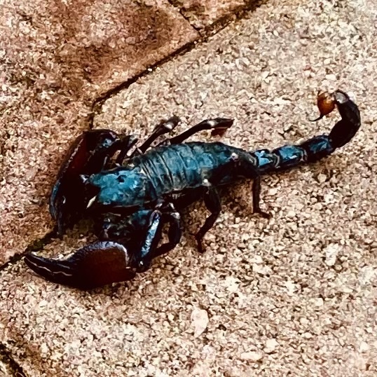 Largeclaw Scorpions from Leopard's Hill Road, Lusaka-provinsen, ZM on ...