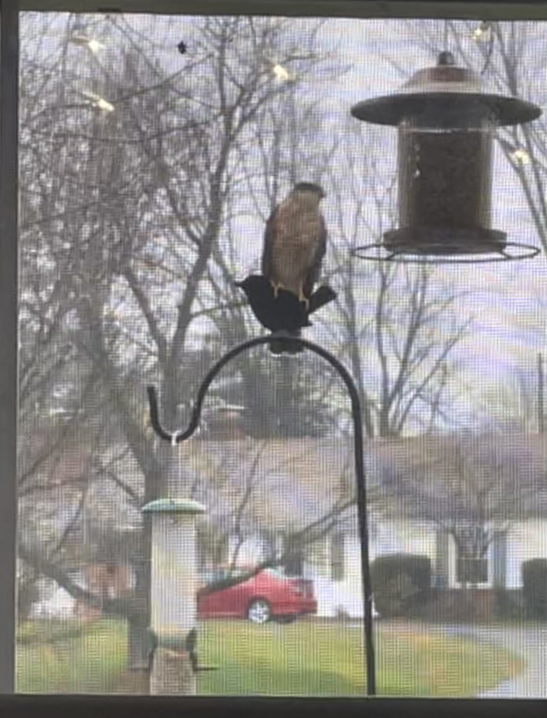 Sharp-shinned Hawk from Midmeadow Rd, Towson, MD, US on December 14 ...