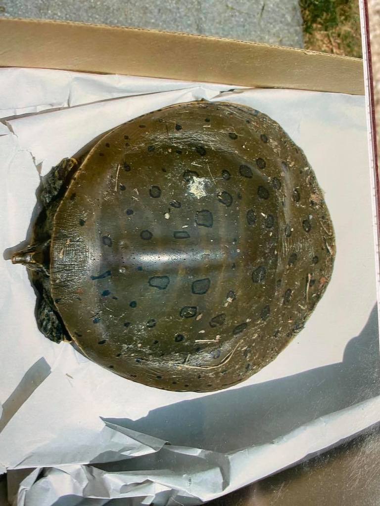 Smooth Softshell from Hamilton County, TN, USA on May 12, 2007 at 05:56 ...