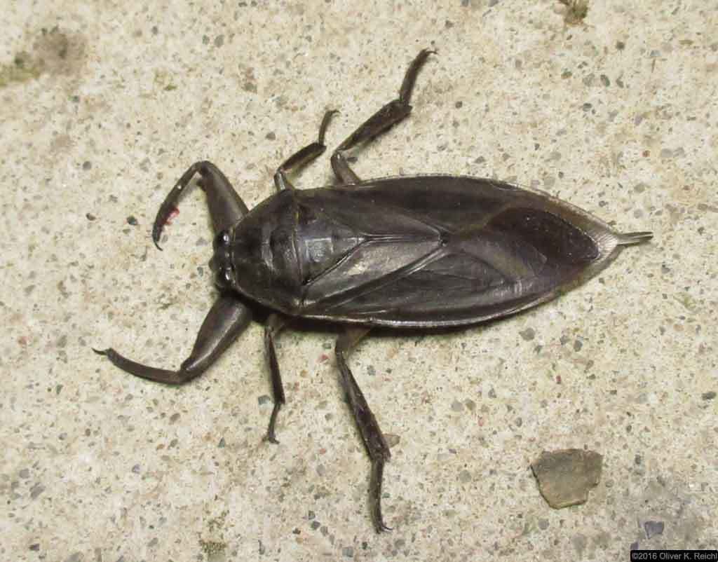 American Giant Water Bug from Larue Mills, ON, Canada on June 2, 2016 ...