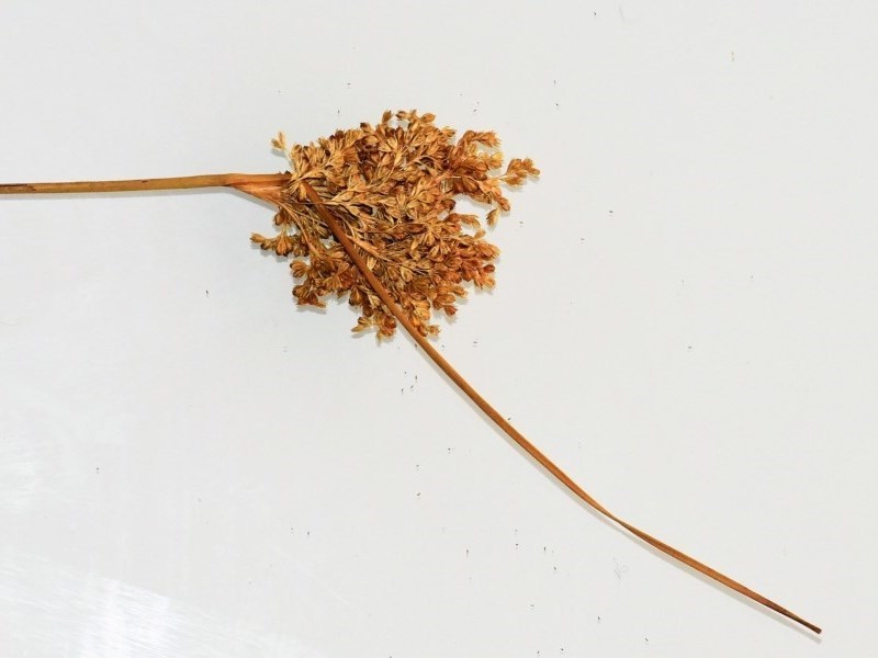 Juncus polyanthemus from Coolangatta, NSW on November 19, 1993 at 12:00 ...