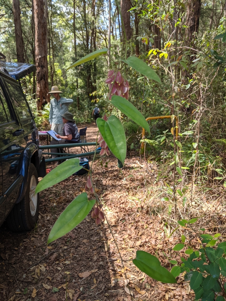 Common Yam Vine from Springbrook QLD 4213, Australia on December 06 ...