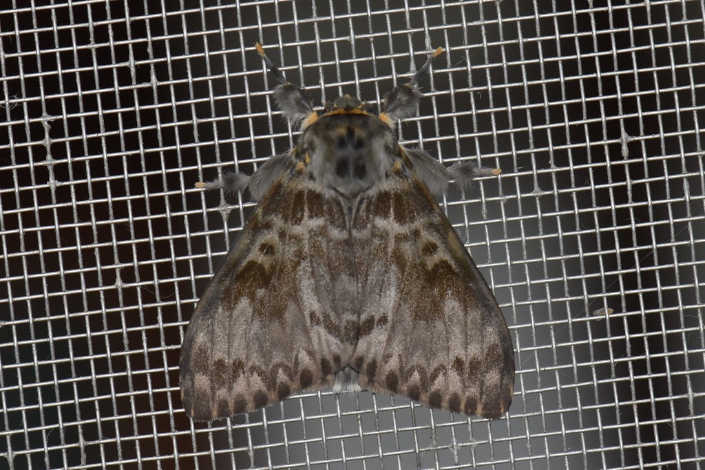 Pink Lymantria Moth from 대한민국 강원도 횡성군 안흥면 on July 20, 2020 at 12:58 PM ...