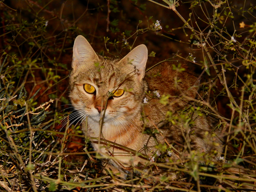 African Wildcat in December 2020 by alex_alaman · iNaturalist