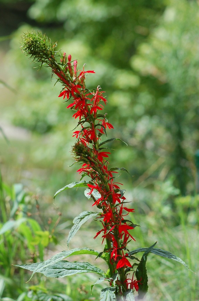 Cardinal flower (Peanut Pond) · iNaturalist