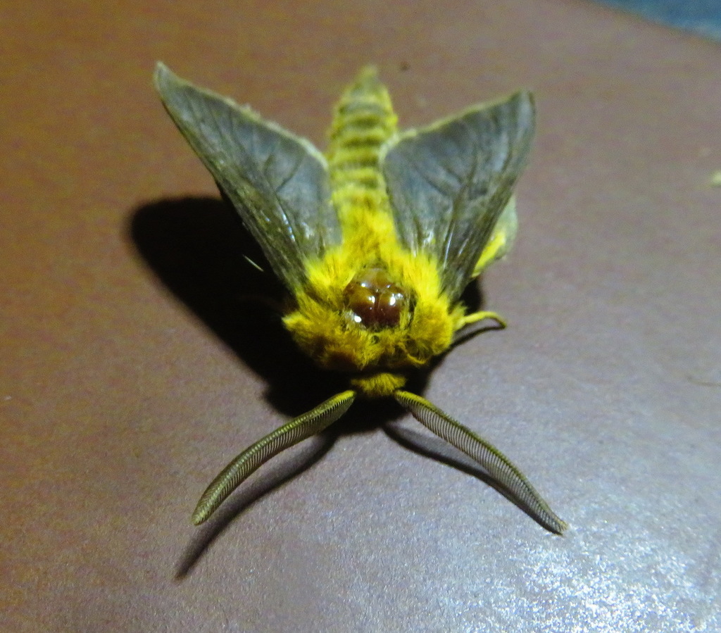 Orange Fronted Matron from Calitzdorp, 6660, South Africa on November ...