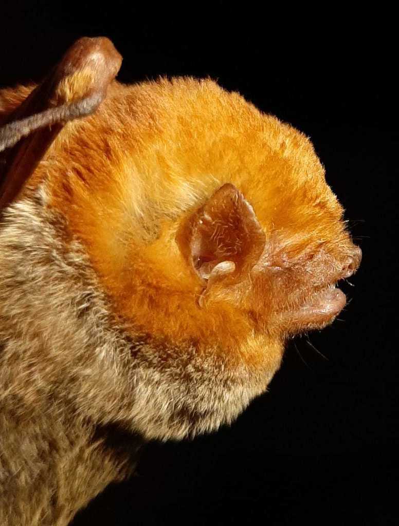 Western red bat from San Antonio de Oriente, Honduras on December 11 ...