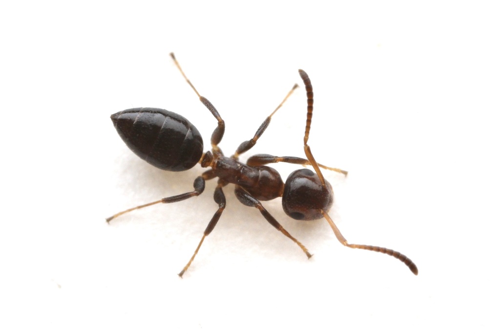Common Gate-keeper Ant from Freeman Rd, Danville, AL, US on July 19 ...