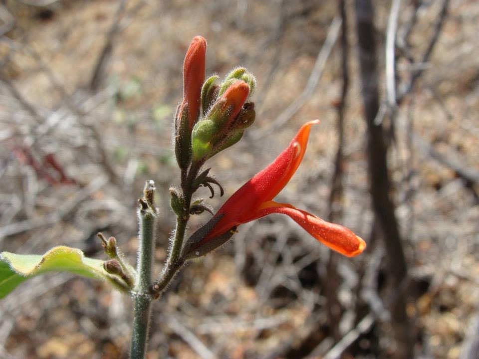 Purpus' Hummingbird Flower (Justicia purpusii) - Botanical Realm