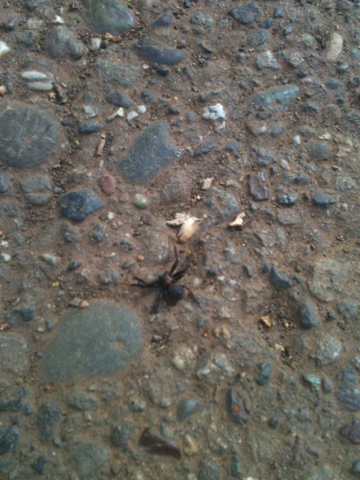 Entelegyne Spiders from Lake Ralphine, Santa Rosa, California, US on ...