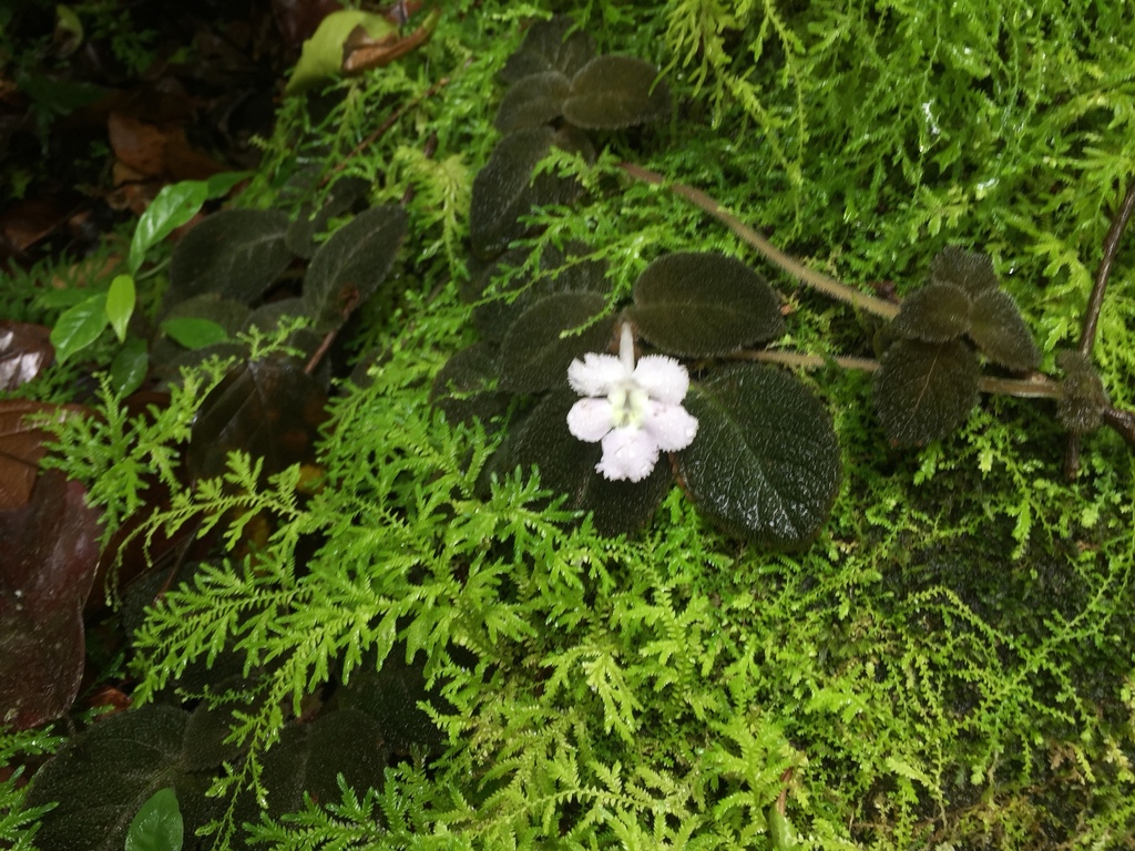 Episcia lilacina from Darien, , Darien, PA on September 22, 2017 at 10: ...