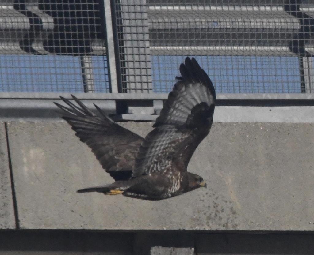 Common Buzzard from Bojano, Molise, IT on December 16, 2020 at 01:12 PM ...
