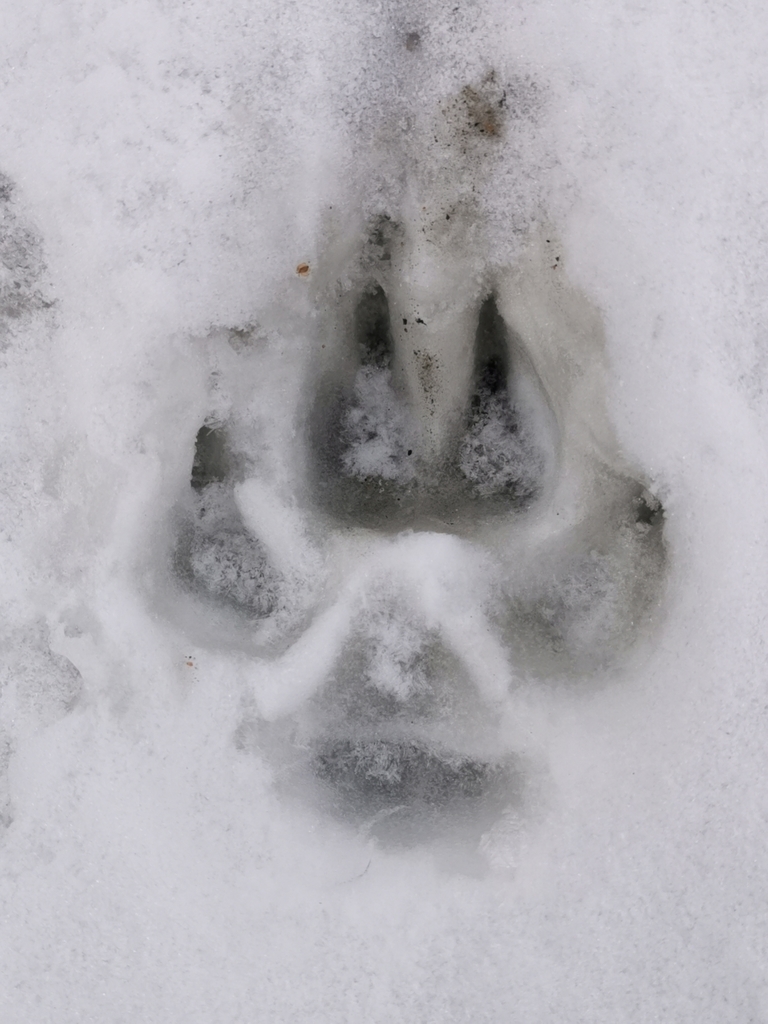 Wolves and Dogs from Levack, ON P0M 2C0, Canada on December 16, 2020 at ...