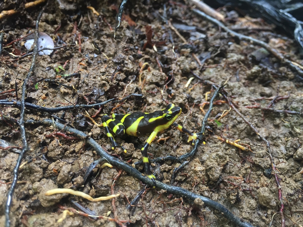 Pirri Harlequin Frog in September 2017 by Michael Retter · iNaturalist