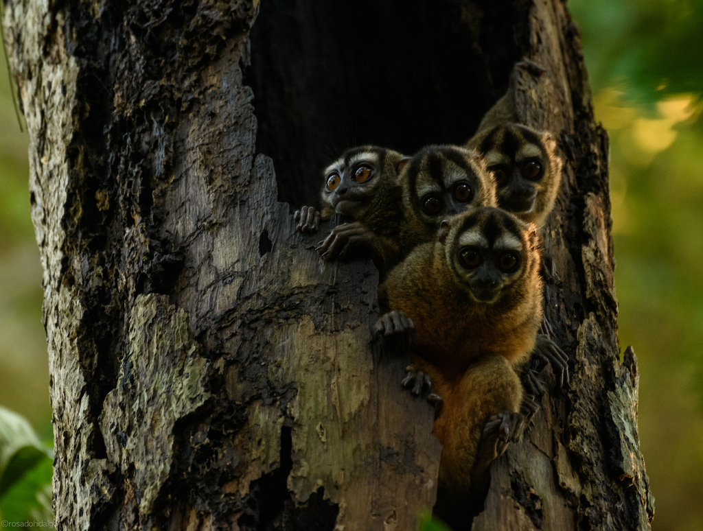 Grey-handed Night Monkey in December 2020 by Santiago Rosado Hidalgo ...