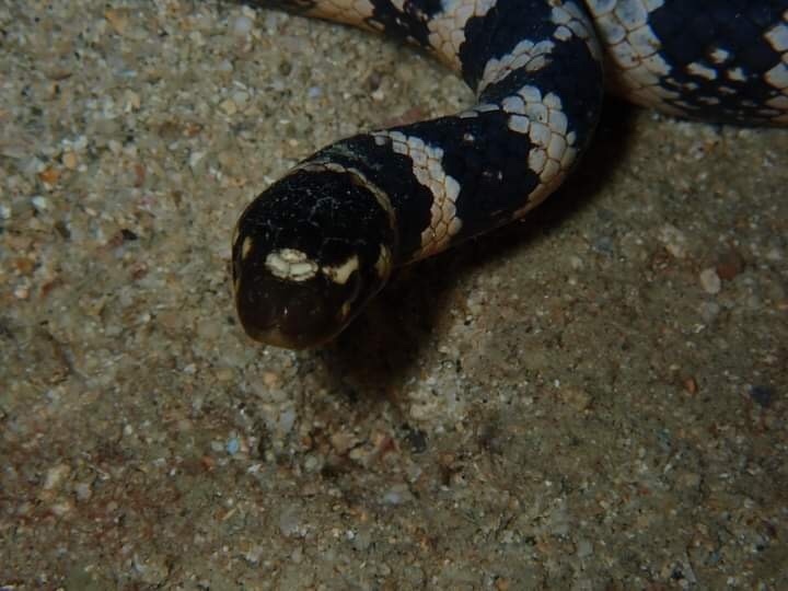 Ijima's Turtle-headed Sea Snake from 宮城, 沖縄県, JP on December 11, 2020 ...