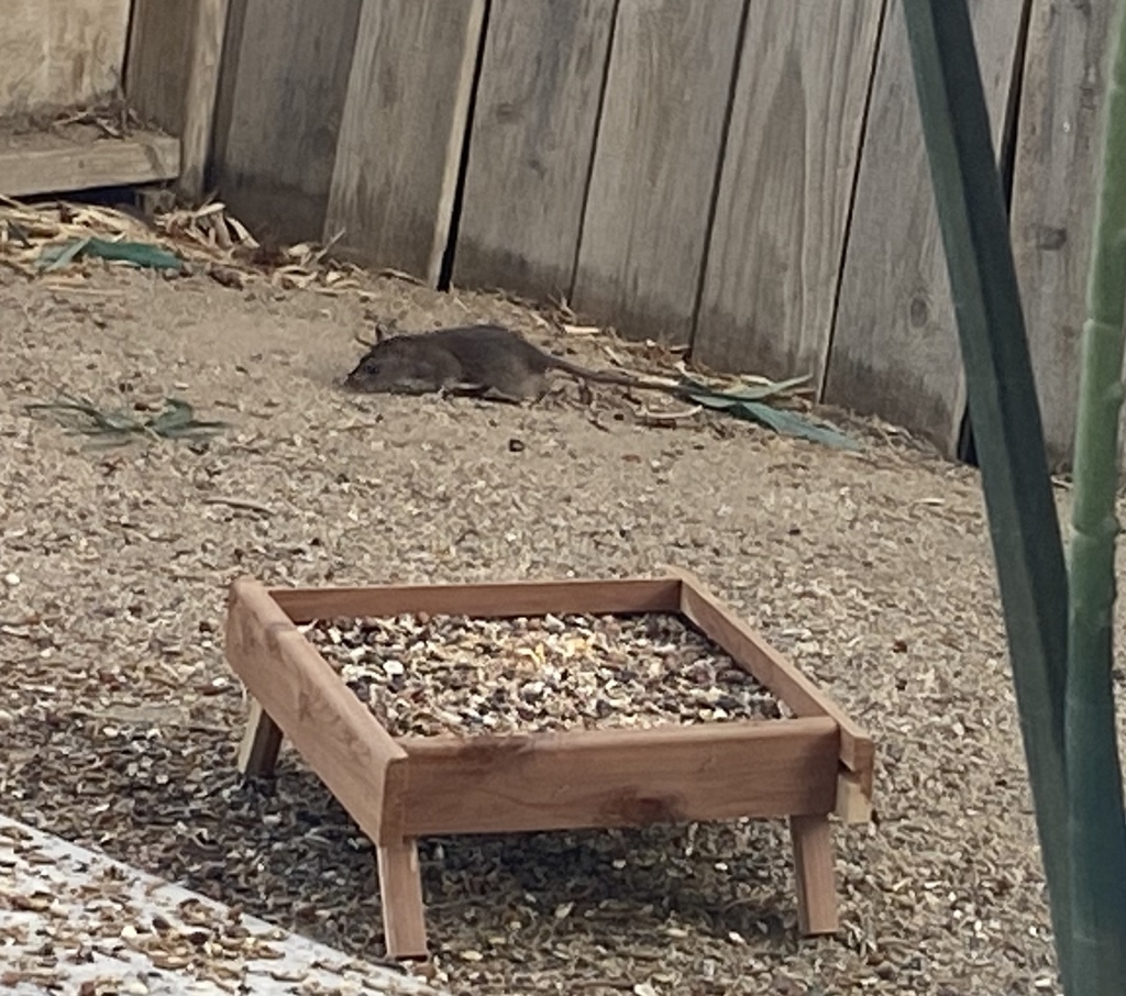 Black Rat from Dakota Trail, Indian Wells, CA, US on May 18, 2020 at 02 ...